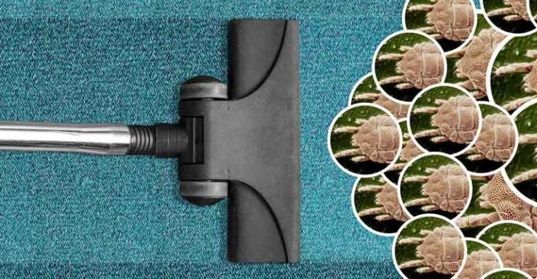 So beugst du Futtermilben effizient vor (+Tipp Futtermilben abtöten)