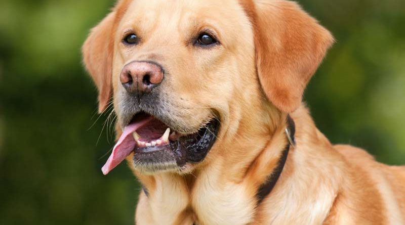 Welches Futter passt am besten zu meinem Labrador? 🦮