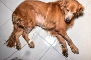 Morbus Cushing beim Hund: Ursachen, Symptome & richtige Ernährung